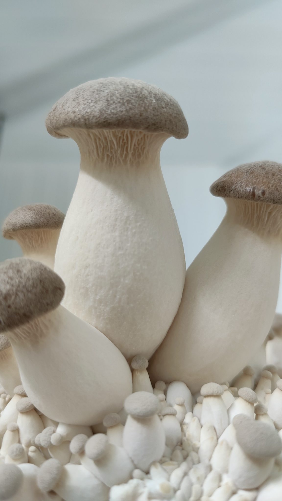 Rottaler Edelpilze – Spitzen BIO-Qualität aus Niederbayern.